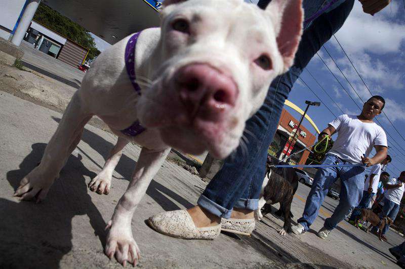 Presos de la cárcel y perros del refugio unidos por un noble propósito ...
