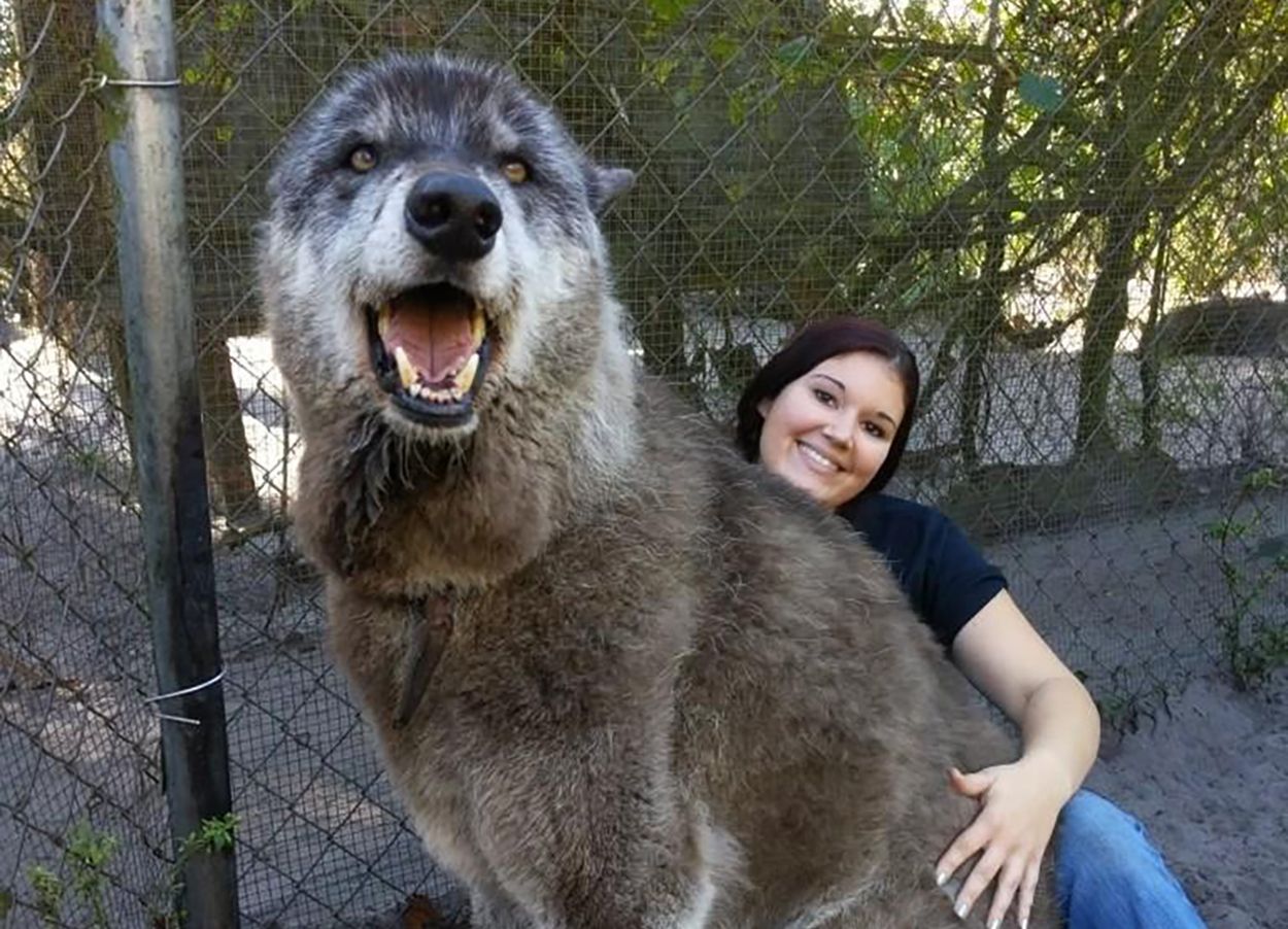 Yuki, el monumental perro-lobo que vive en una reserva de Florida - La Raza