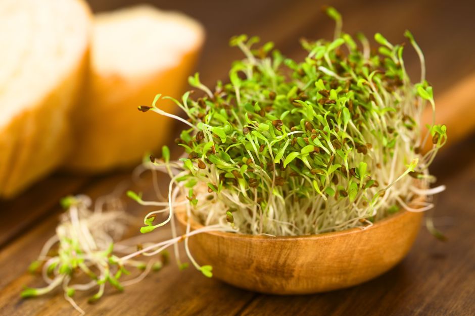 ¿Cuáles son las ventajas de incluir alfalfa en tu dieta? | La Raza